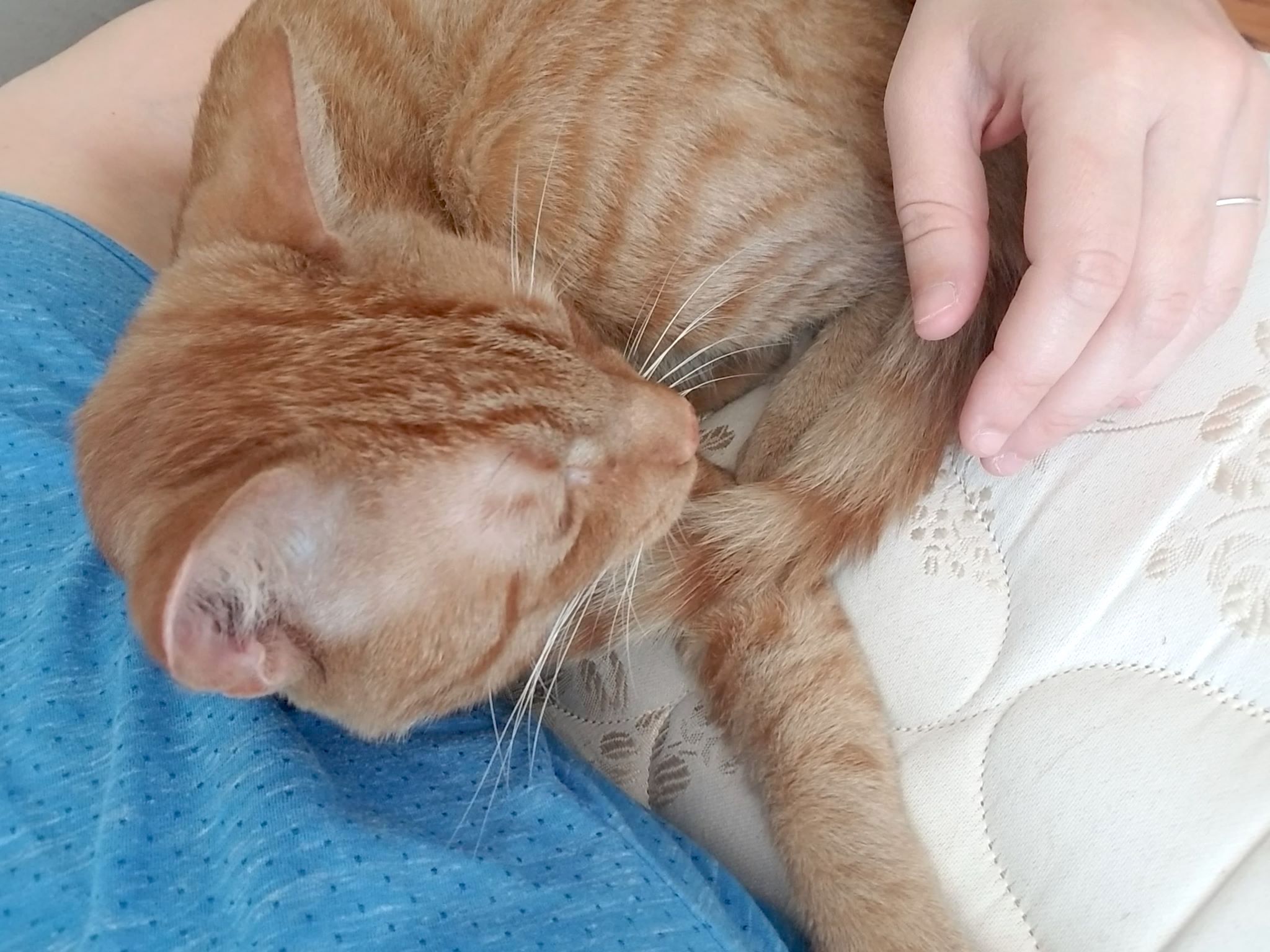 About this Cat: Moses – The Feline Connection