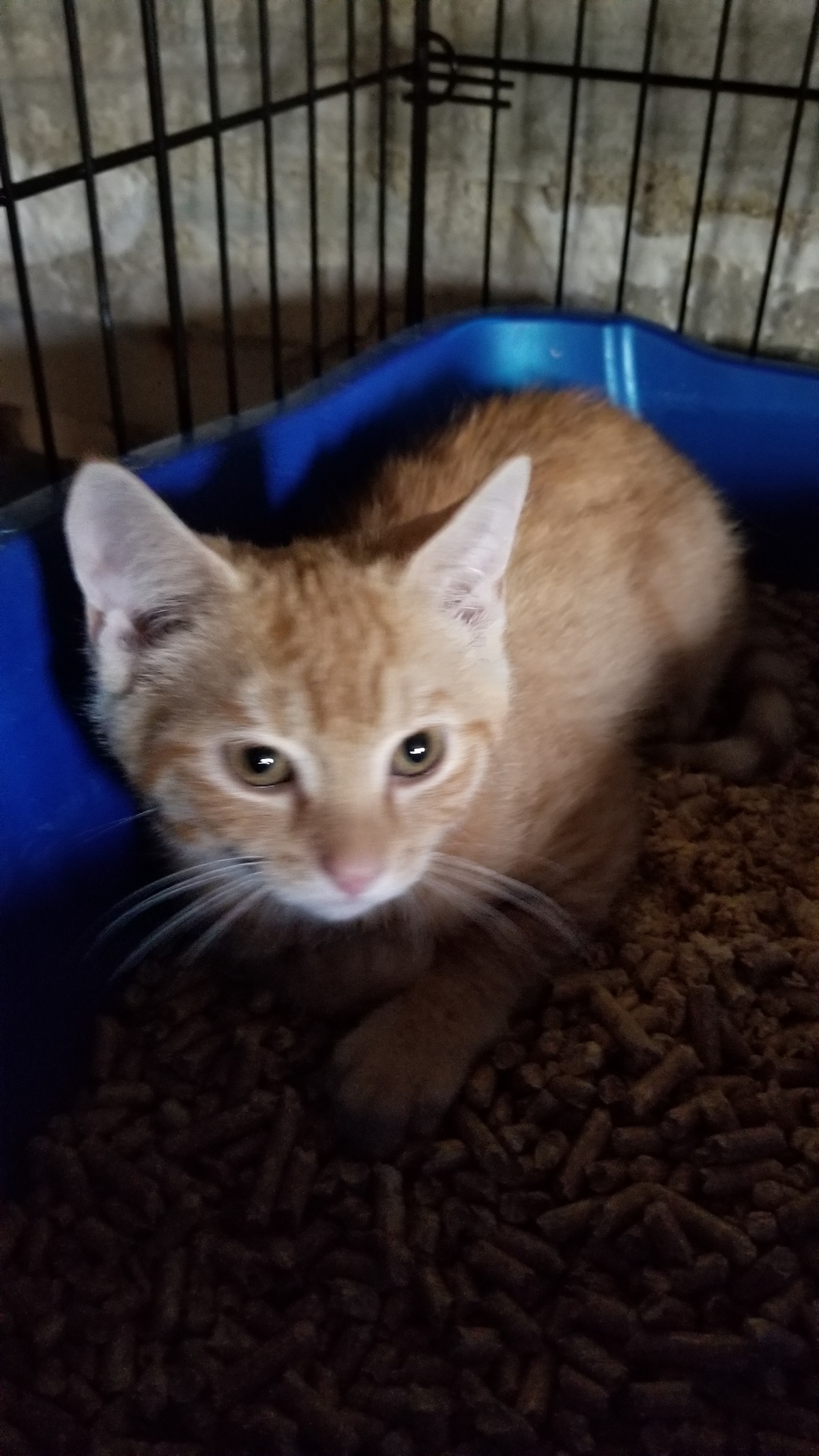 About this cat: Vega -ADOPTED – The Feline Connection