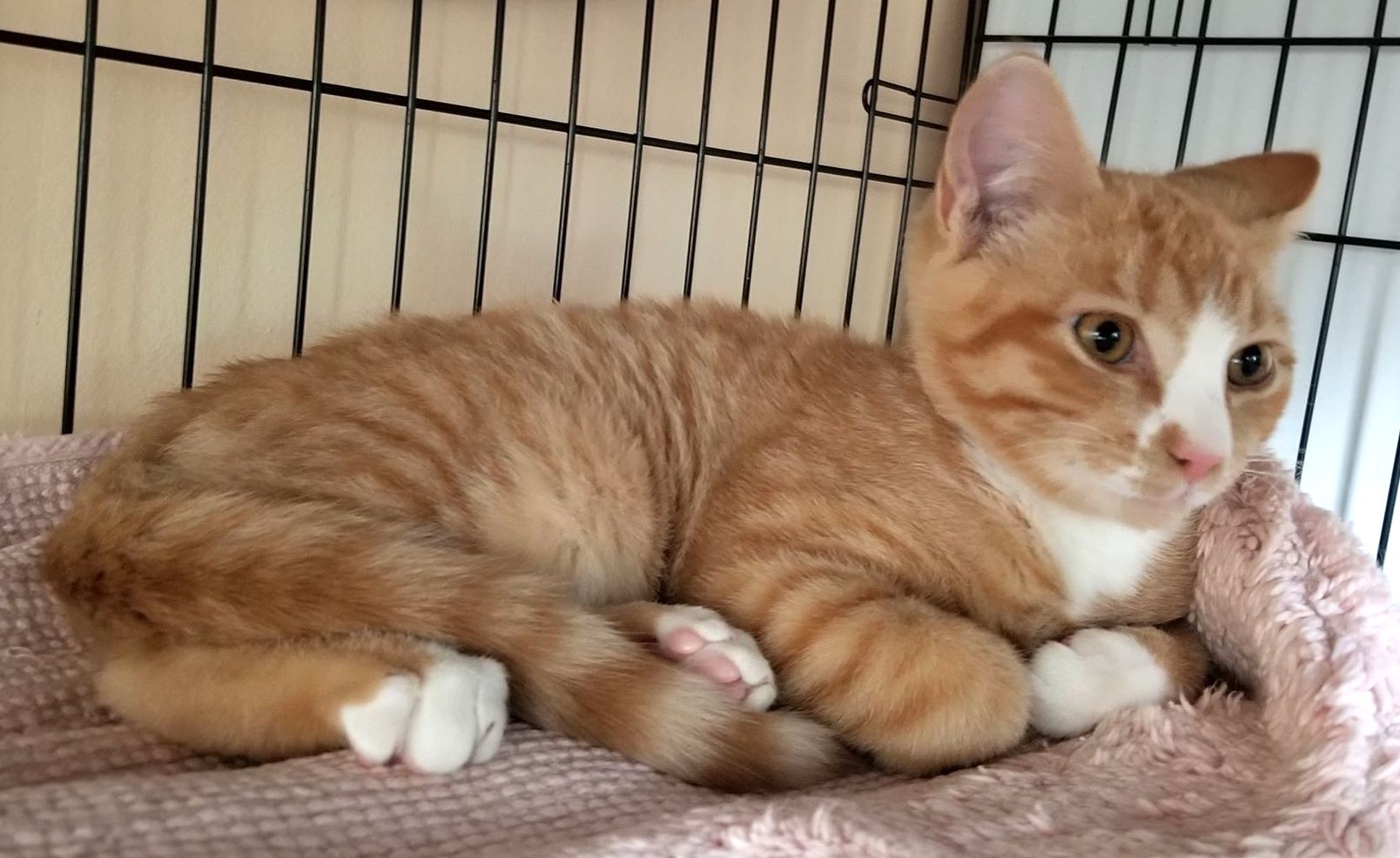 About this Cat: Cragen — ADOPTED – The Feline Connection