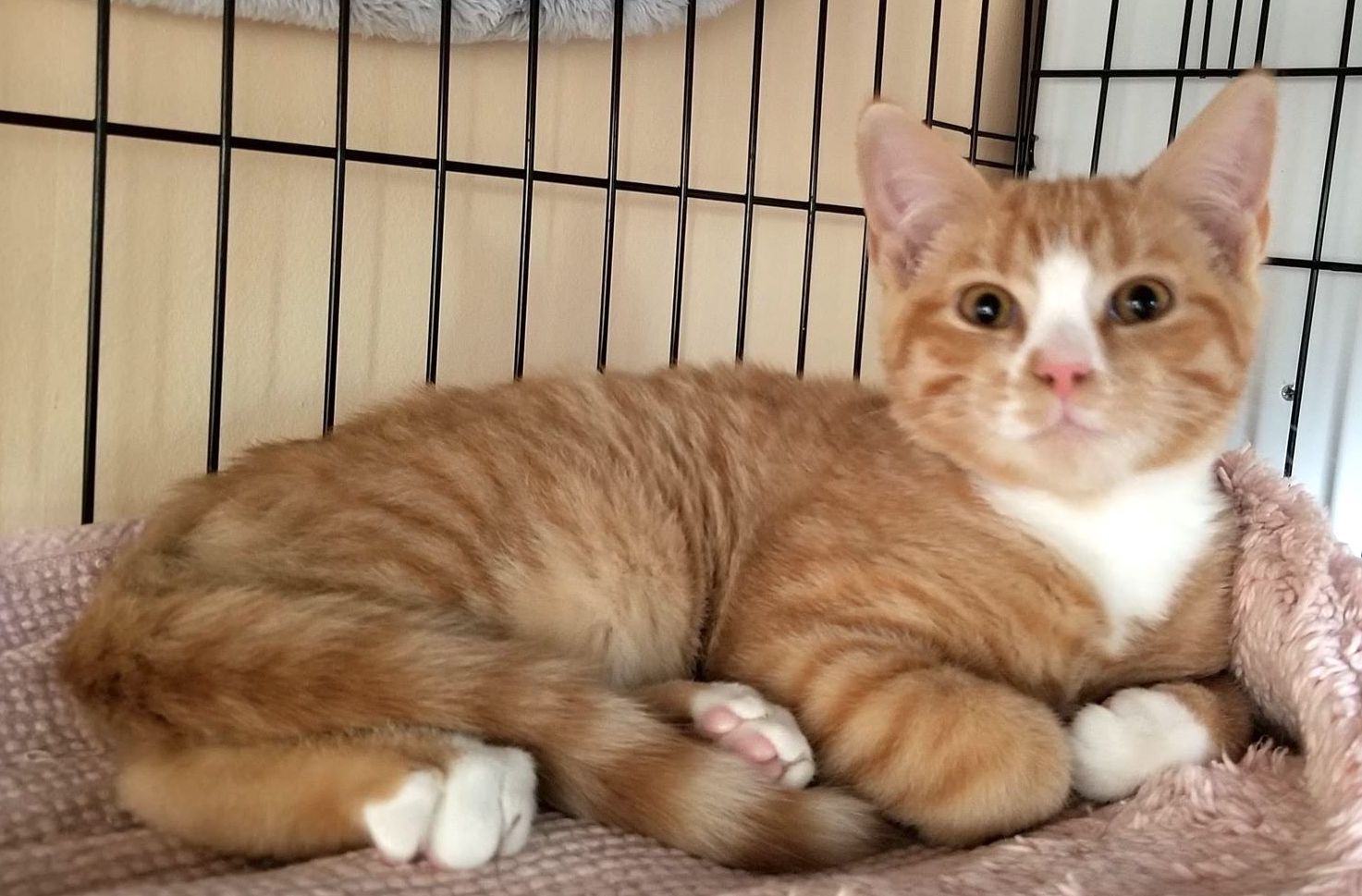 About this Cat: Cragen — ADOPTED – The Feline Connection