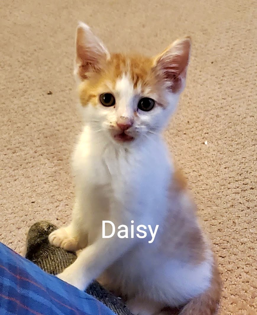 About these Cats: Clive, Daisy, and Onslow–ADOPTED – The Feline Connection