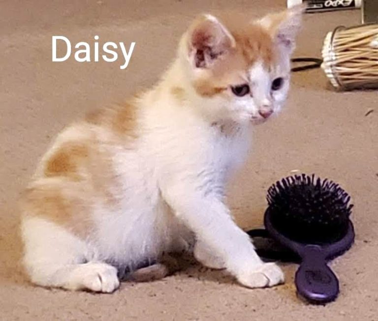 About these Cats: Clive, Daisy, and Onslow–ADOPTED – The Feline Connection