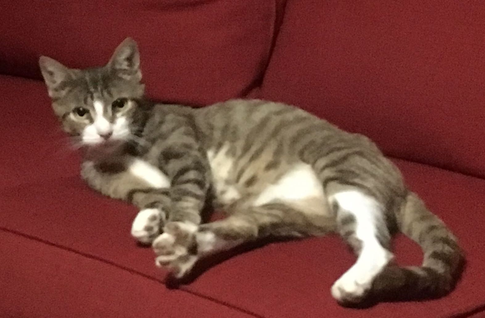 About this Cat: Taffy – Homer Cat Community – ADOPTED – The Feline ...