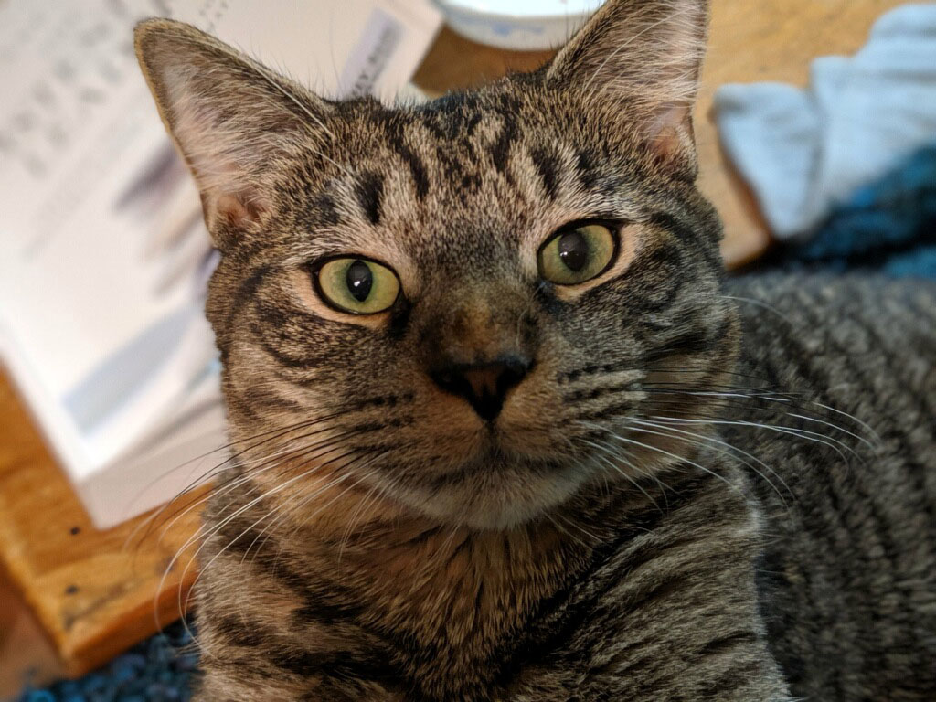 About this Cat: Shasta – ADOPTED – The Feline Connection