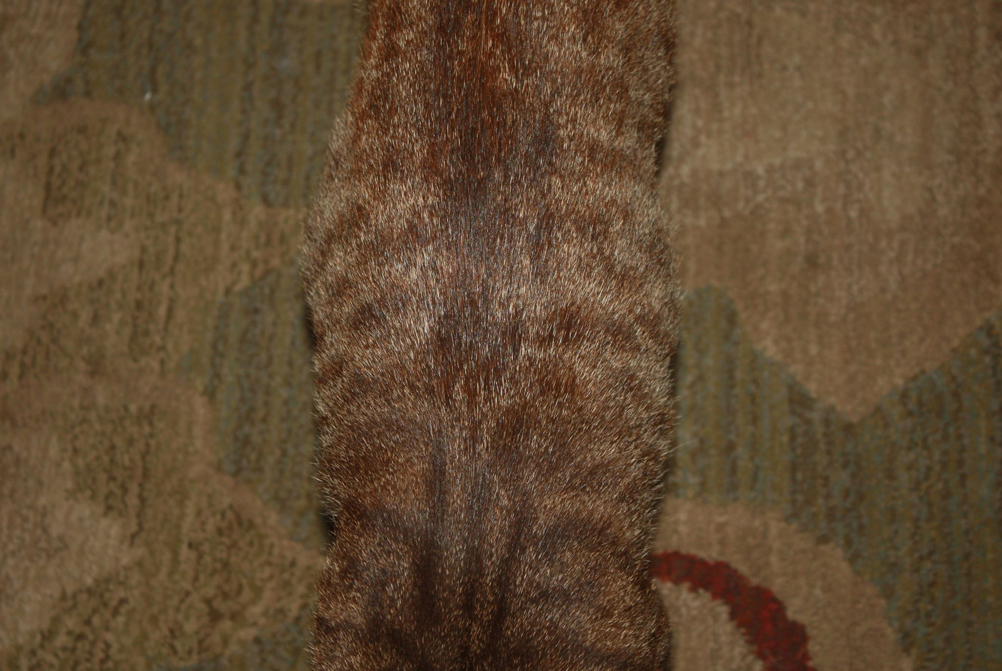 About this Cat: Taffy – Homer Cat Community – ADOPTED – The Feline ...