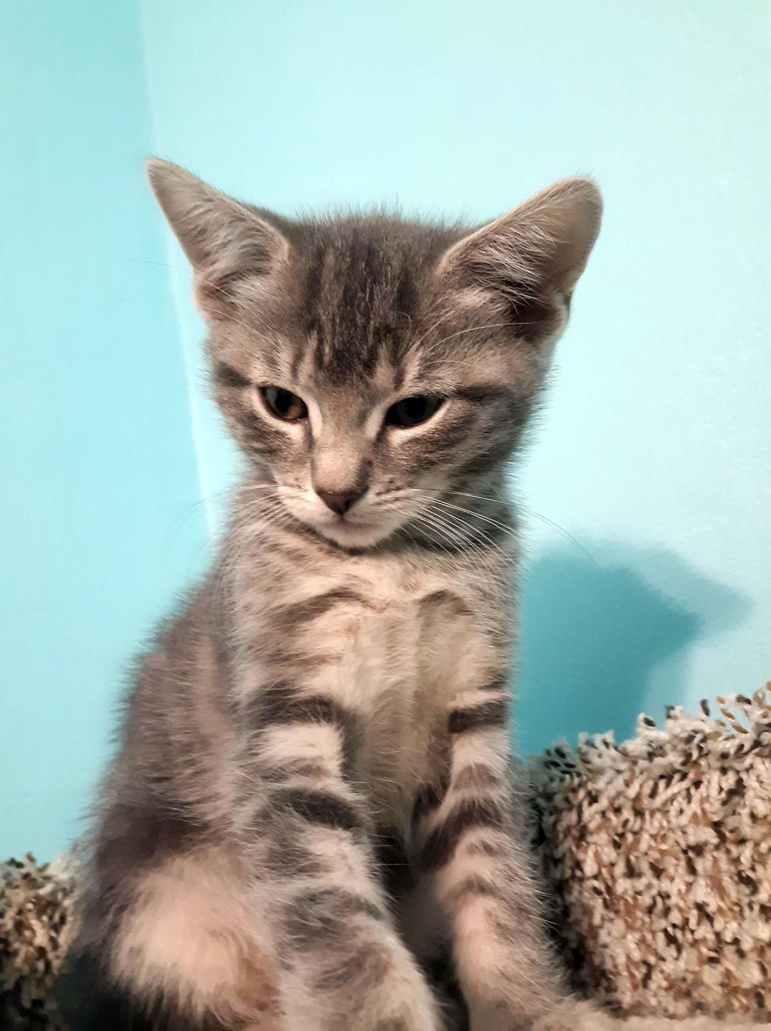 About this Cat: Amelie – ADOPTED – The Feline Connection