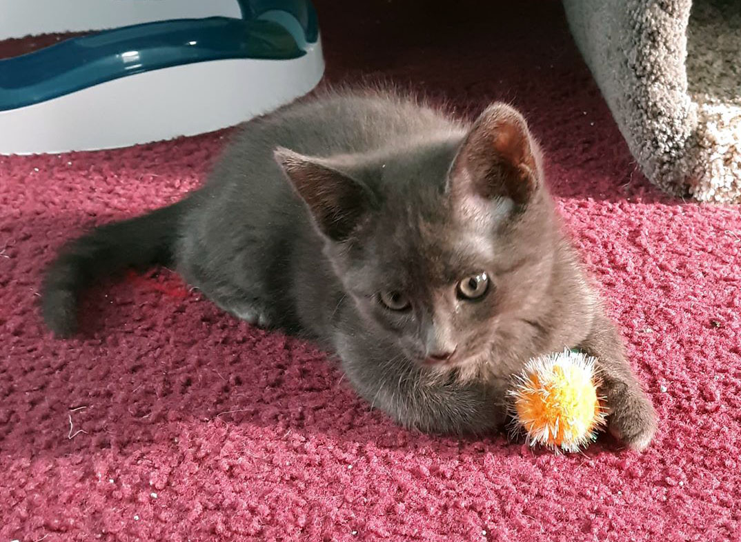 About this Cat: Chonk – The Feline Connection