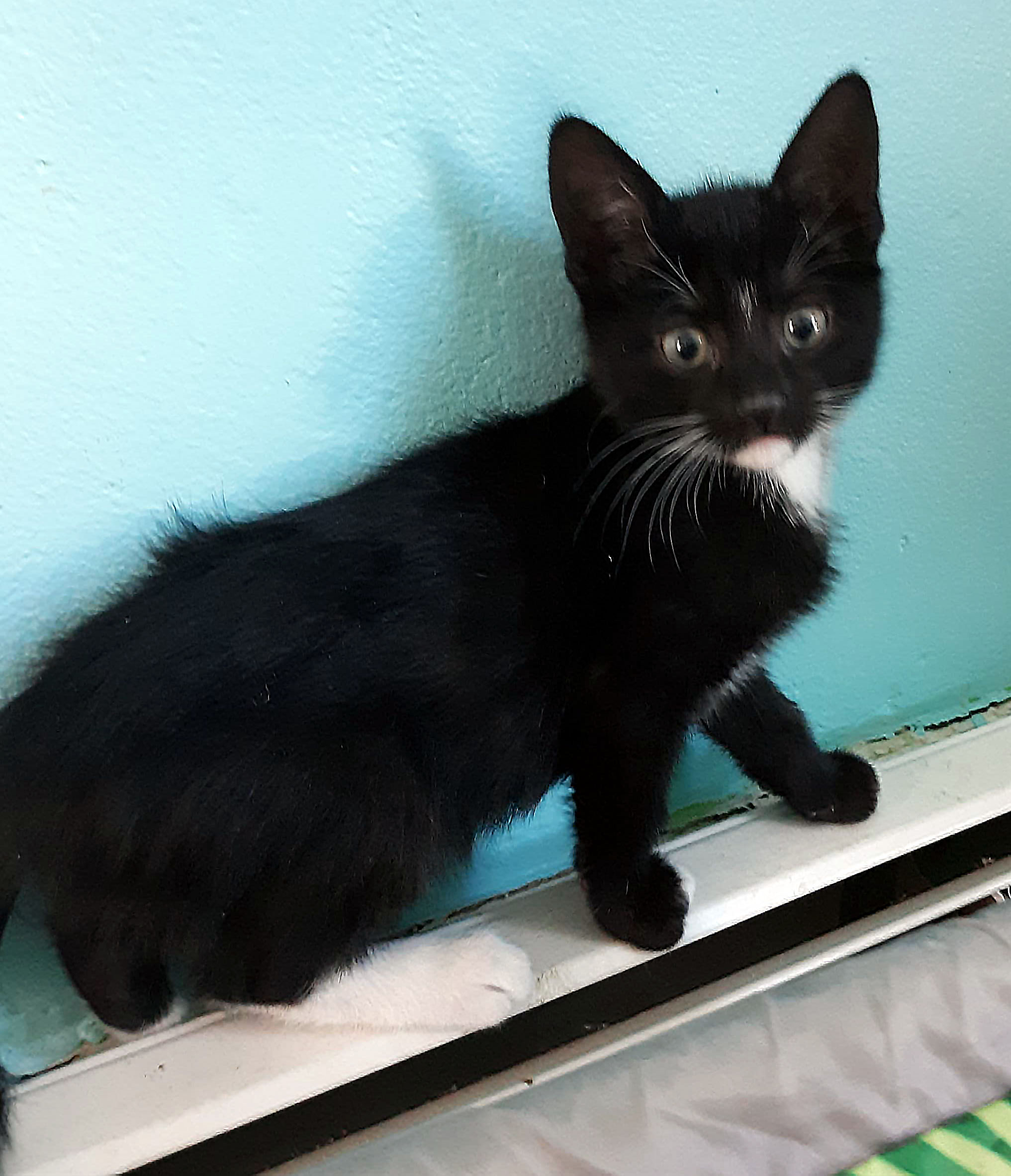 About this Cat: Devin – The Feline Connection