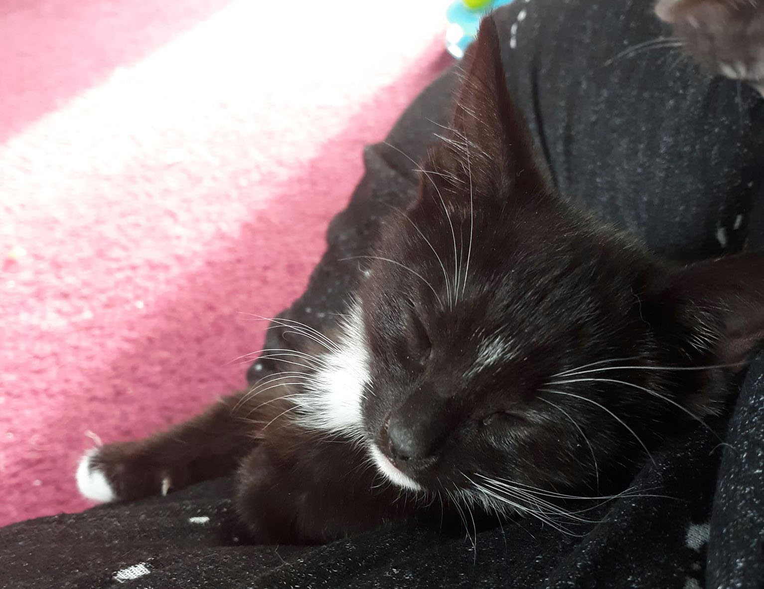 About this Cat: Devin – The Feline Connection