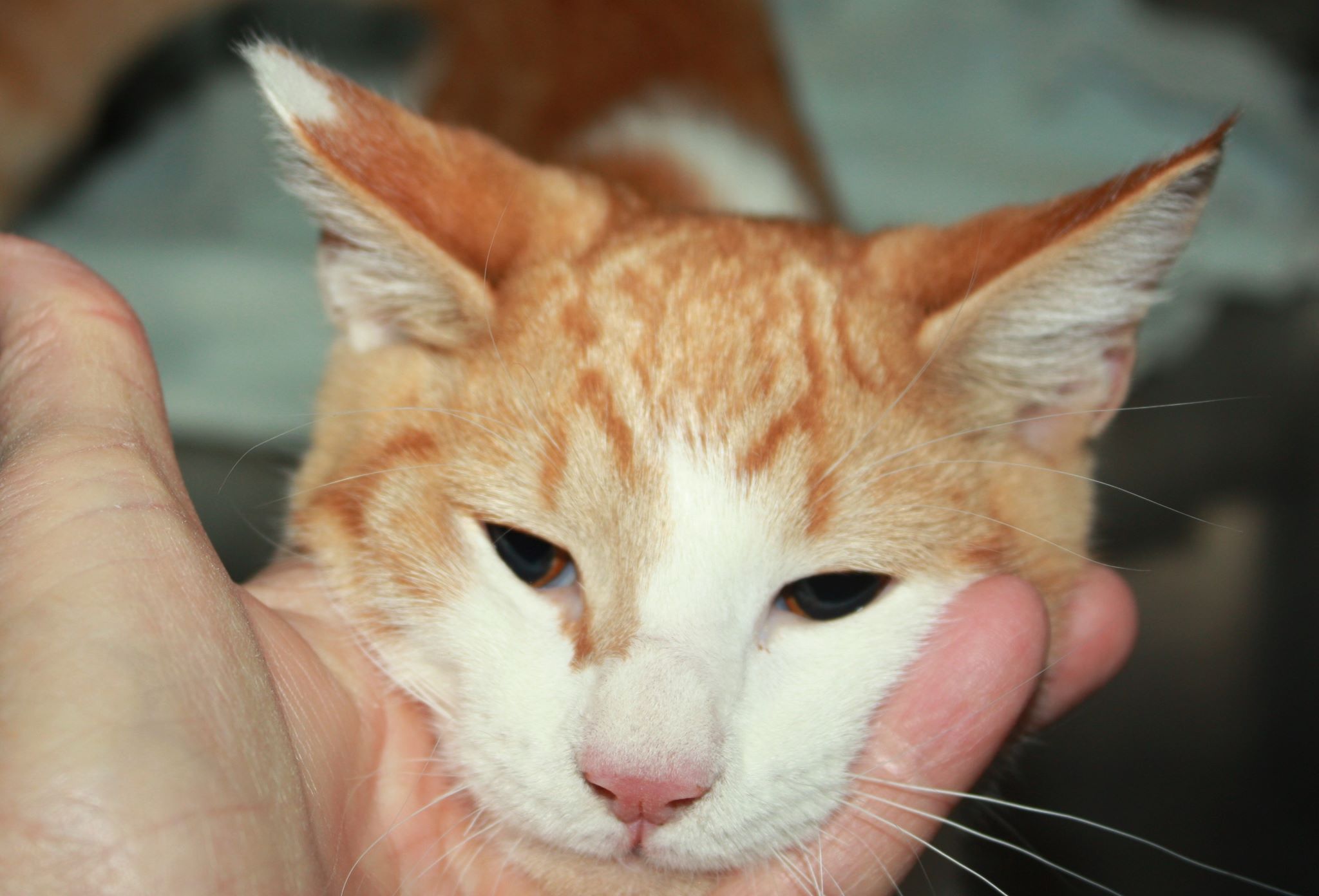 About these Cats: Rowdy & Rumble – ADOPTED – The Feline Connection