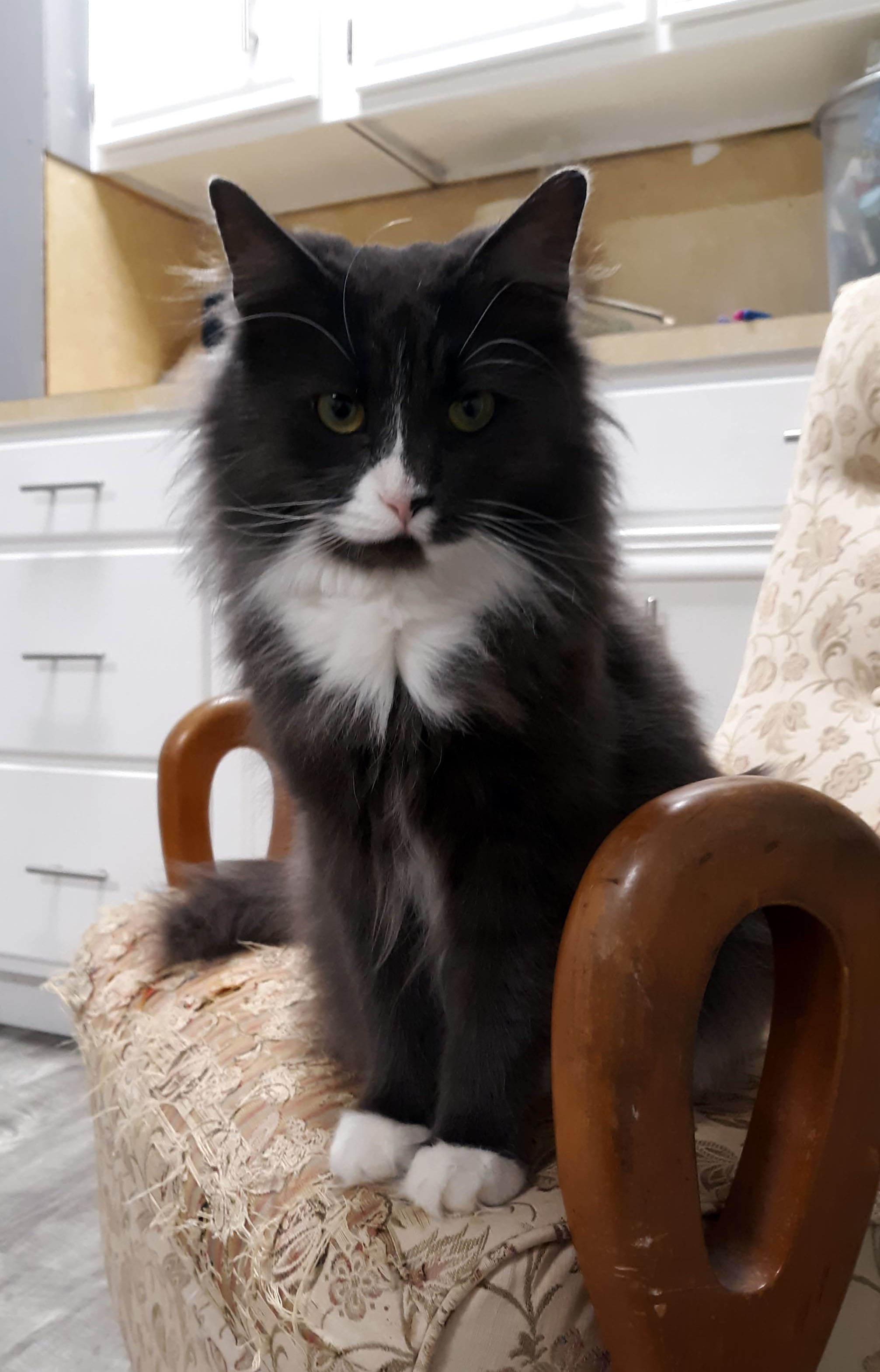 About this Cat: Shale – an Orwell Jewel – ADOPTED – The Feline Connection