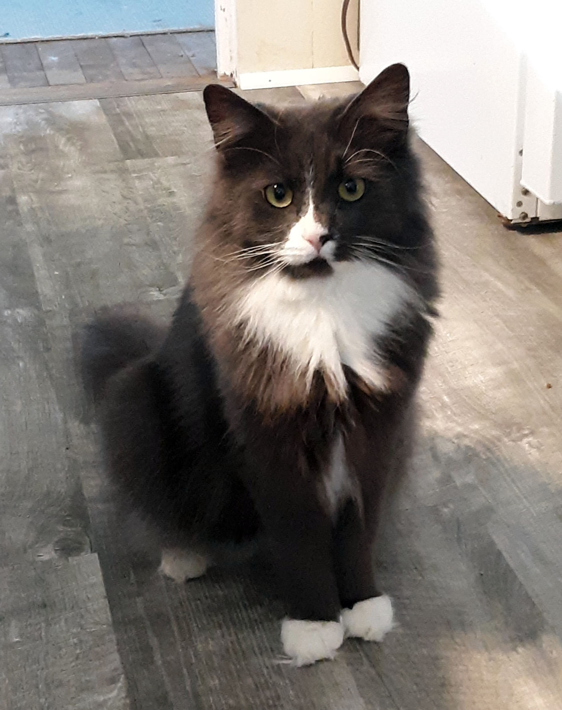 About this Cat: Shale – an Orwell Jewel – ADOPTED – The Feline Connection