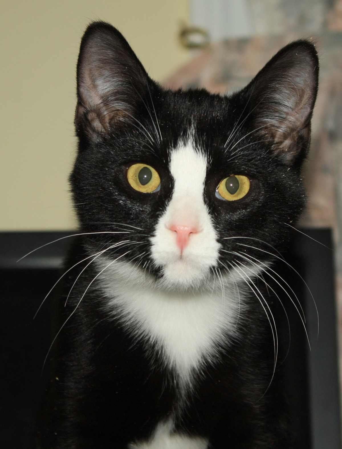 About this Cat: Augustus – A Willy Wonka kitten — ADOPTED – The Feline ...