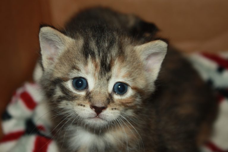 About these Cats: Mackenzie and Macaroni – Bonded – ADOPTED – The ...