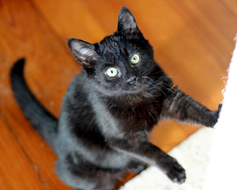 About this Cat: Osha – A Game of Thrones kitten – ADOPTED – The Feline ...