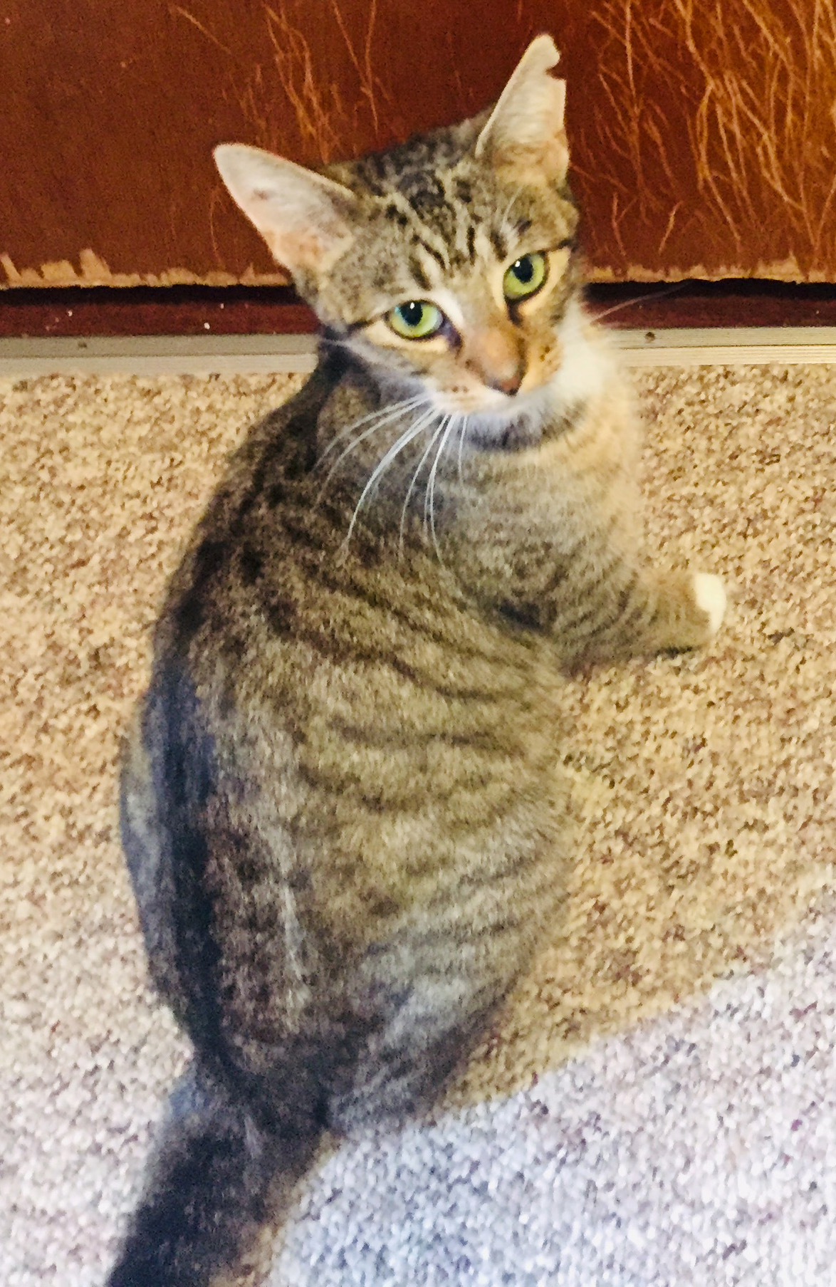 About this Cat: Tia – ADOPTED – The Feline Connection