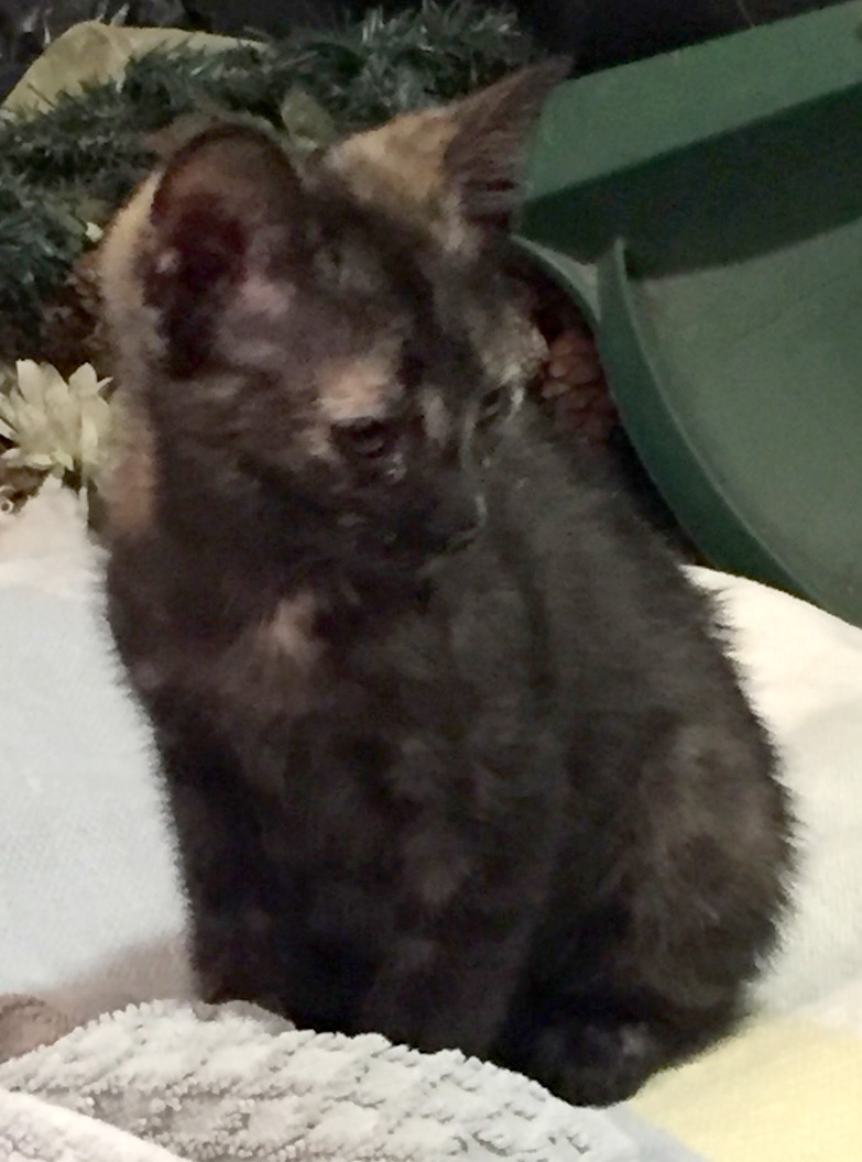 About this Cat: Twix — ADOPTED – The Feline Connection