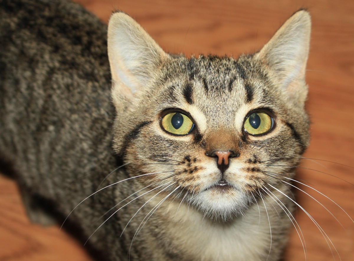About this Cat: Veruca Salt – Willy Wanka kittens – ADOPTED – The ...