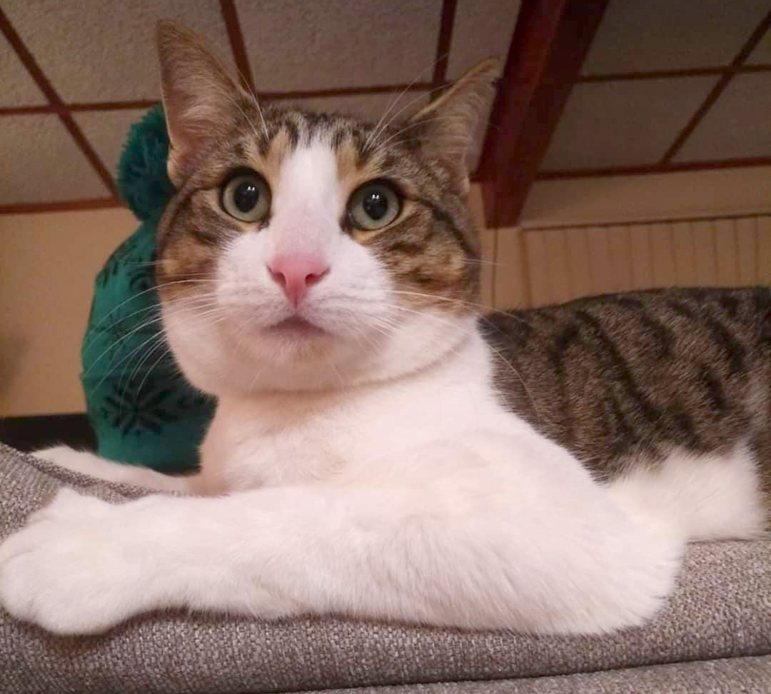 About this Cat: Larold — ADOPTED – The Feline Connection