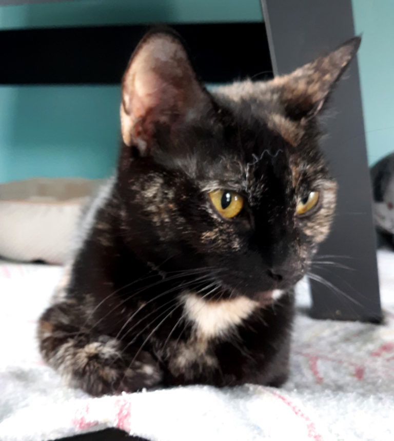 About this Cat: Reese’s Cup – ADOPTED – The Feline Connection