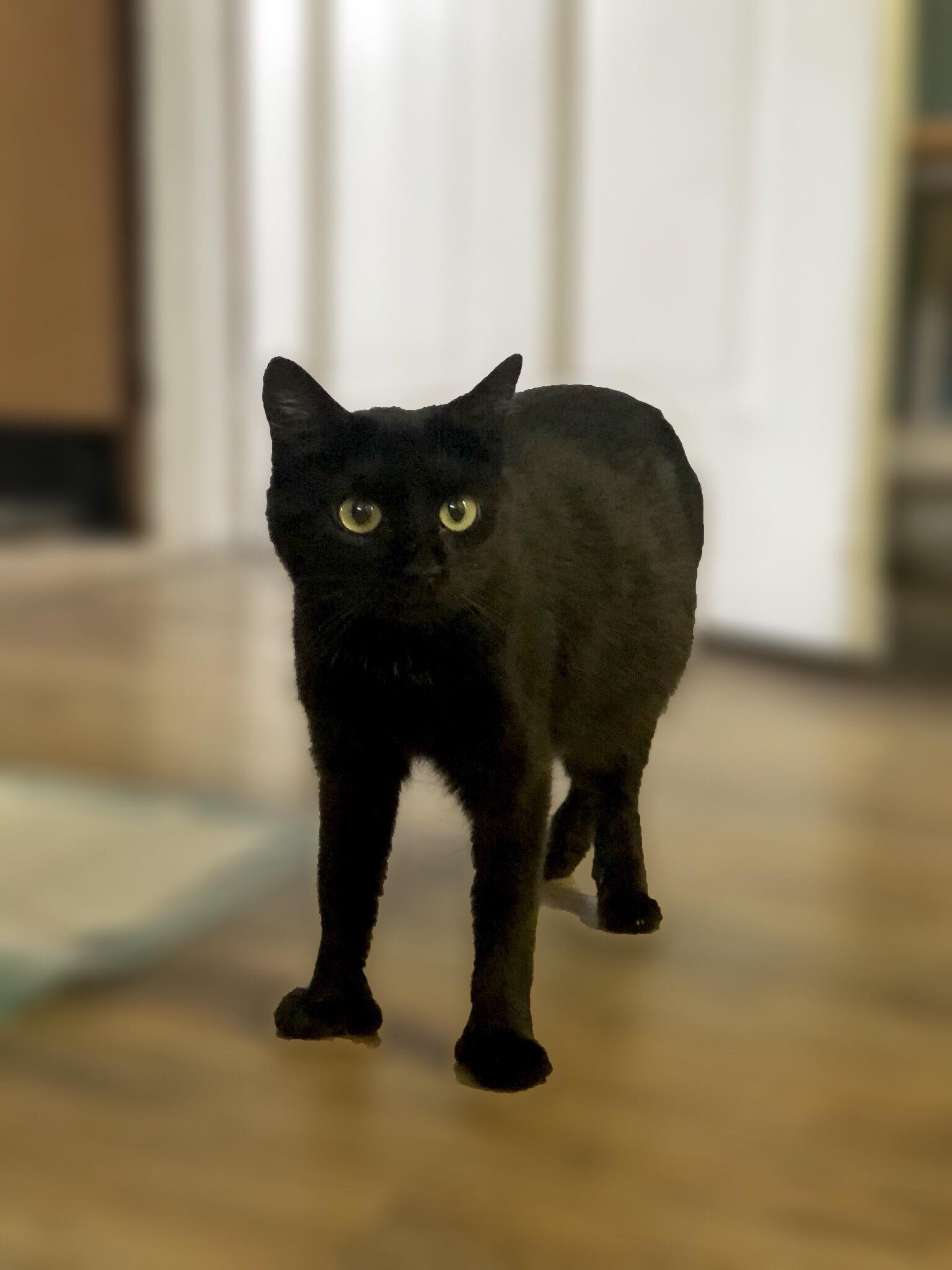 About this Cat: Toby –ADOPTED – The Feline Connection