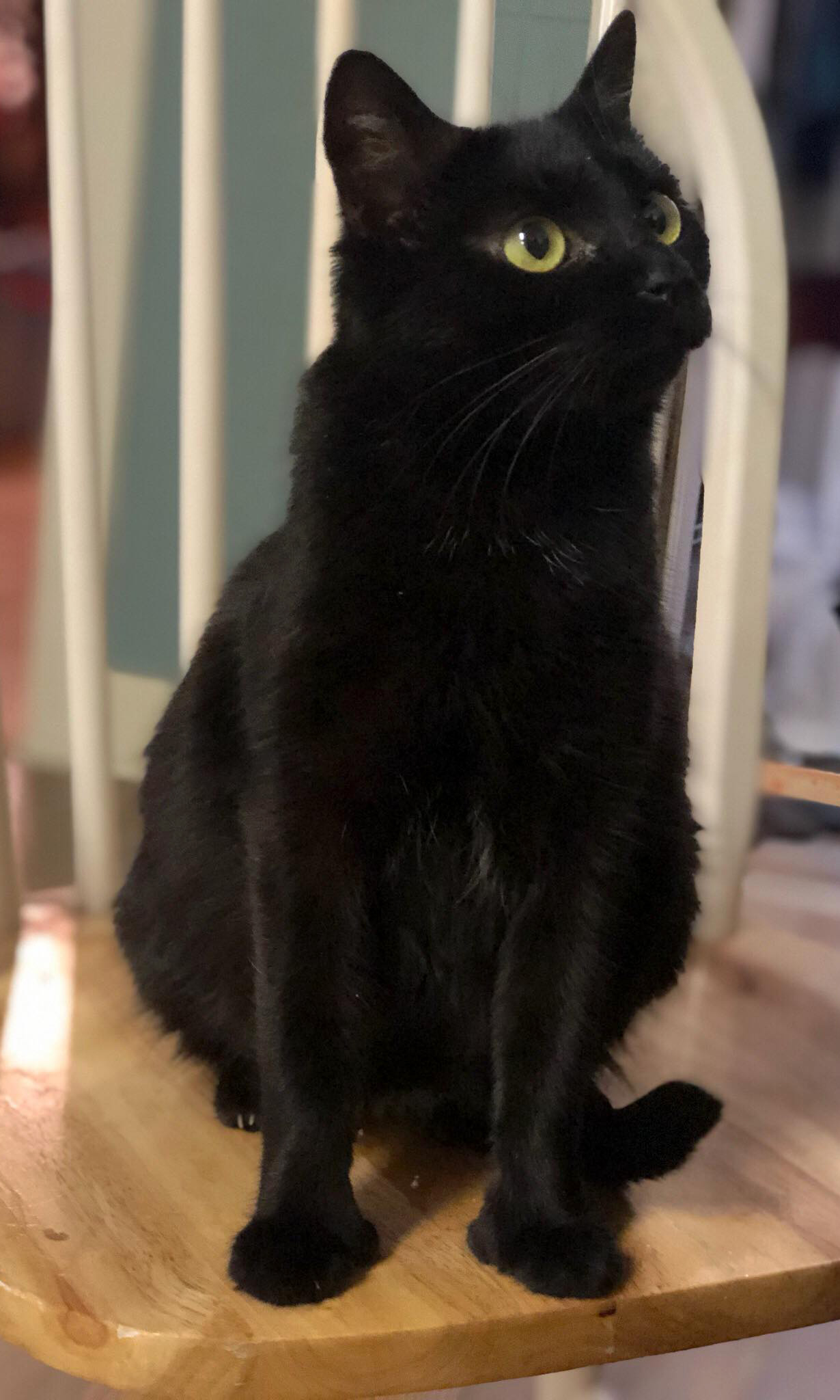 About this Cat: Toby –ADOPTED – The Feline Connection