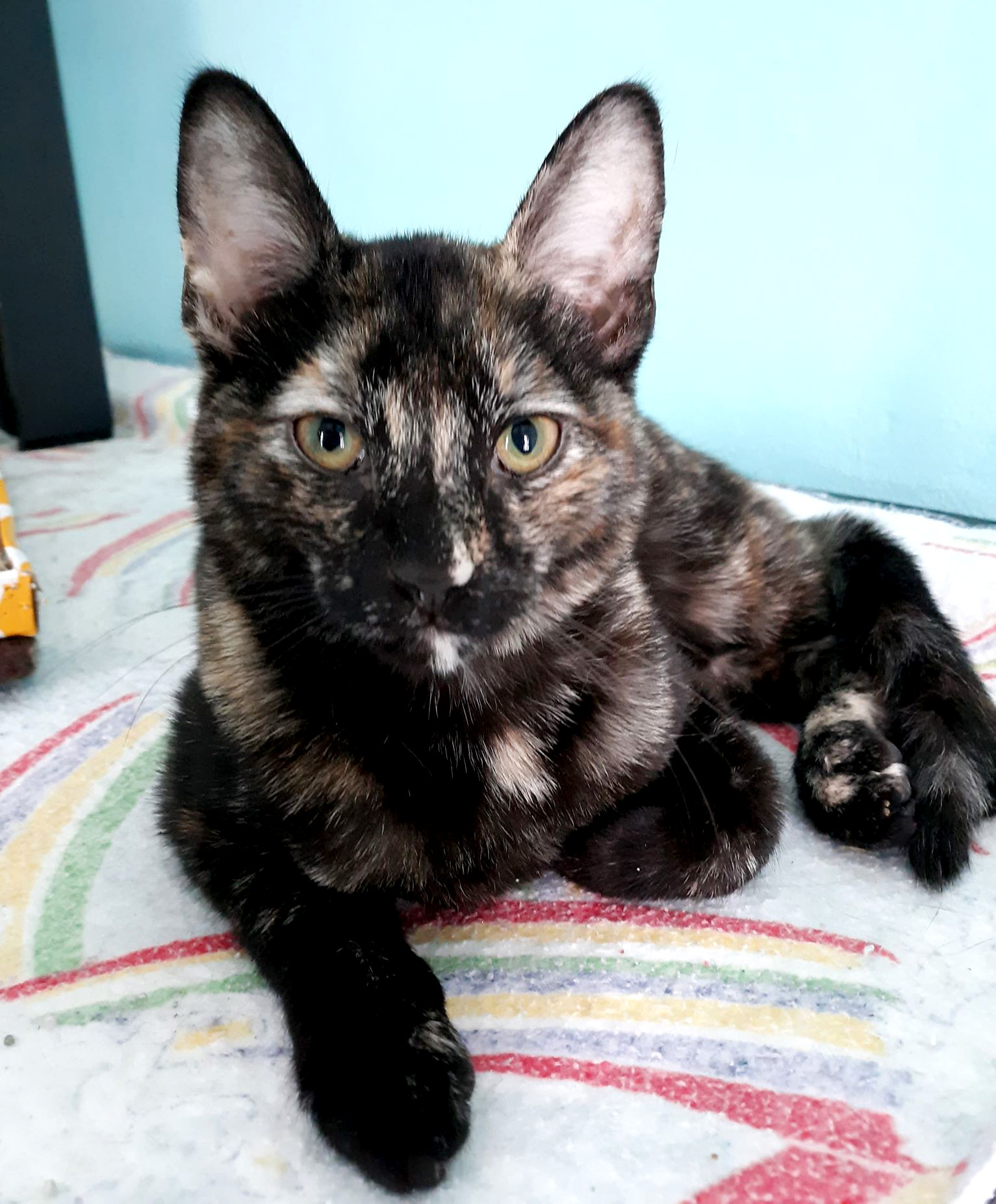 About this Cat: Twix — ADOPTED – The Feline Connection