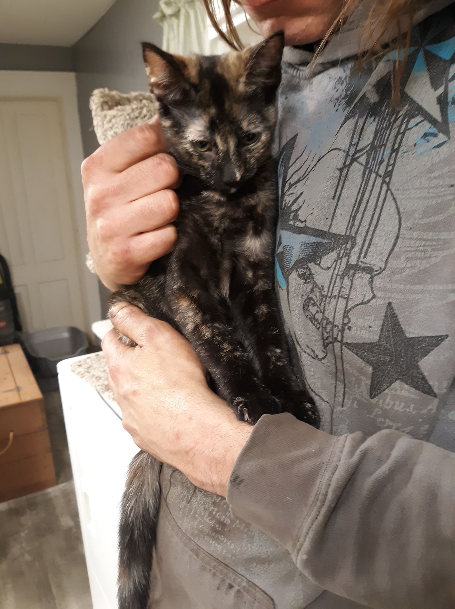 About this Cat: Twix — ADOPTED – The Feline Connection