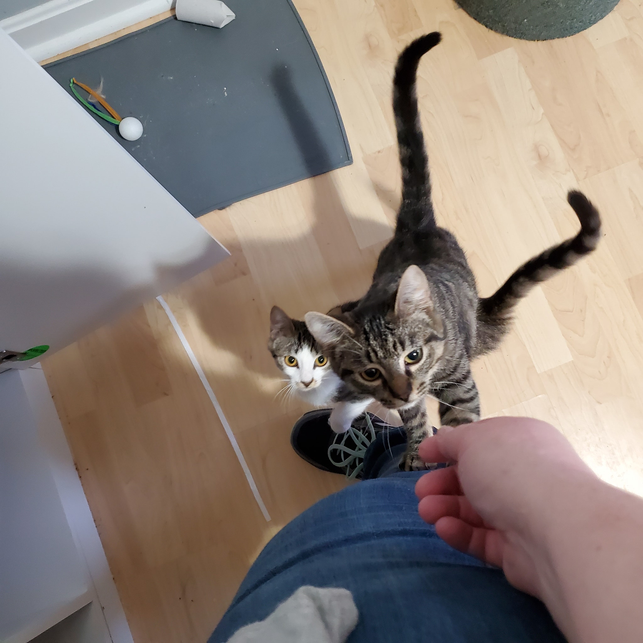 About this Cat: Rooibos – A Tea Kitten – ADOPTED – The Feline Connection