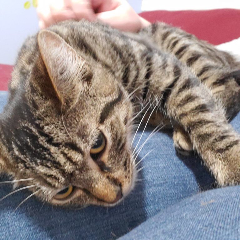 About this Cat: Rooibos – A Tea Kitten – ADOPTED – The Feline Connection