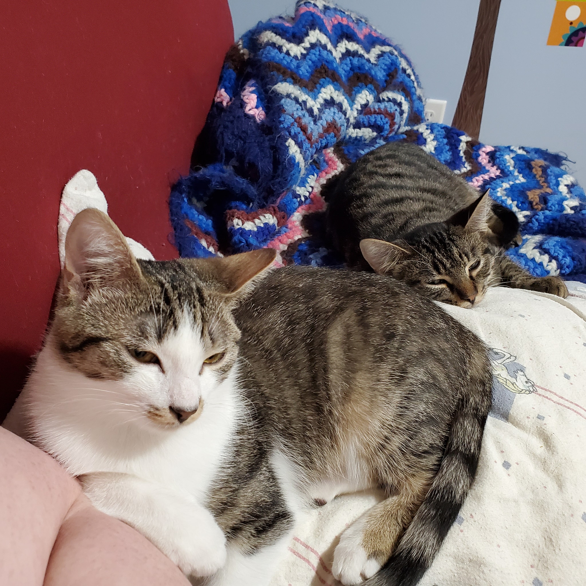 About this Cat: Hibiscus – A Tea Kitten – ADOPTED – The Feline Connection