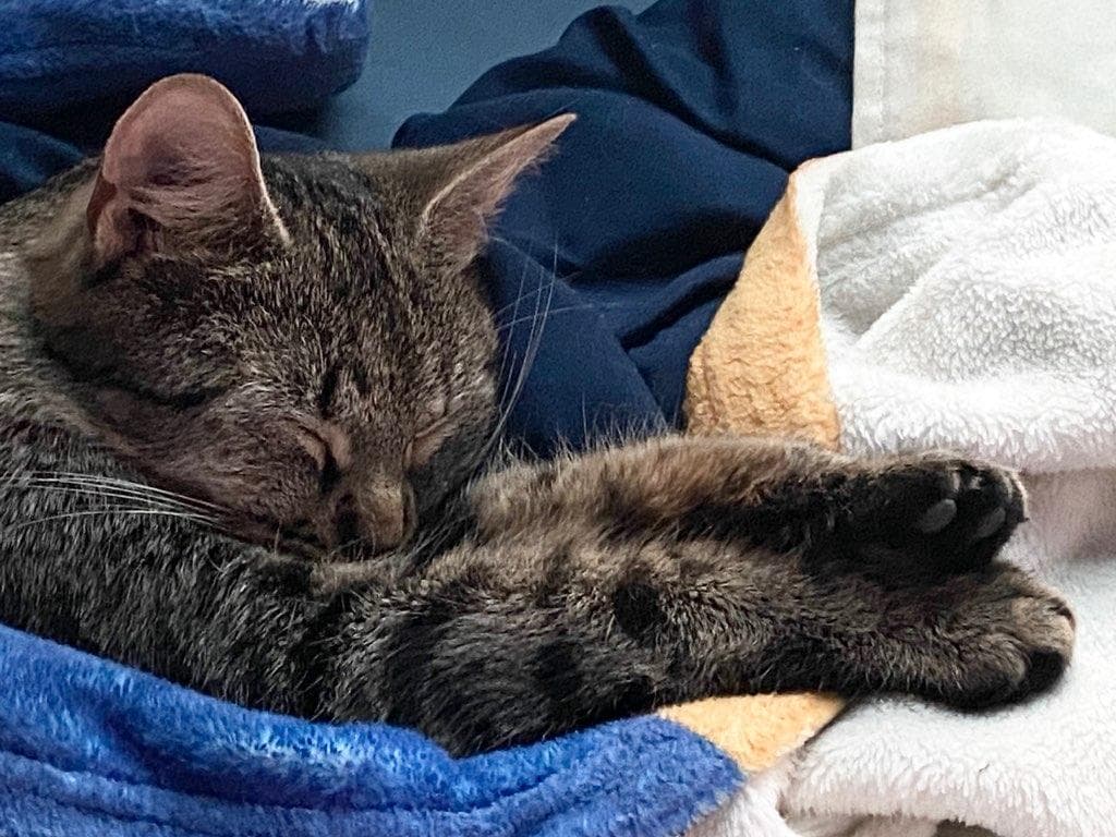 About this Cat: Arizona – ADOPTED – The Feline Connection