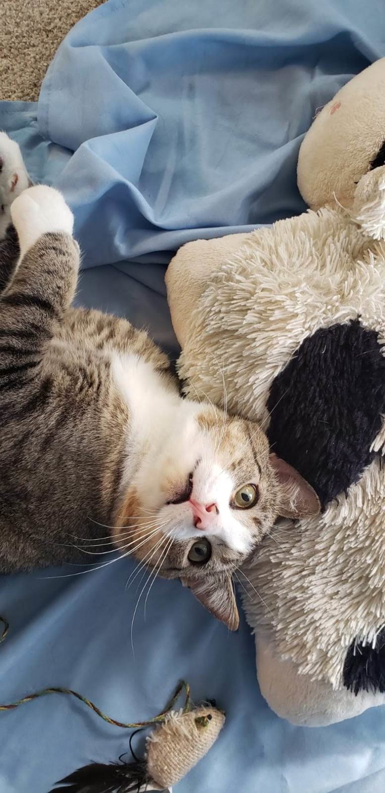 About this Cat: Izzy – ADOPTED – The Feline Connection