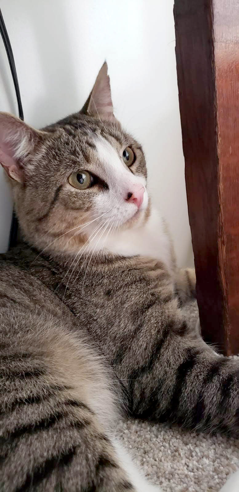 About this Cat: Izzy – ADOPTED – The Feline Connection
