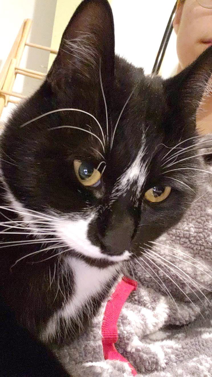 About this Cat: Oreo – ADOPTED – The Feline Connection