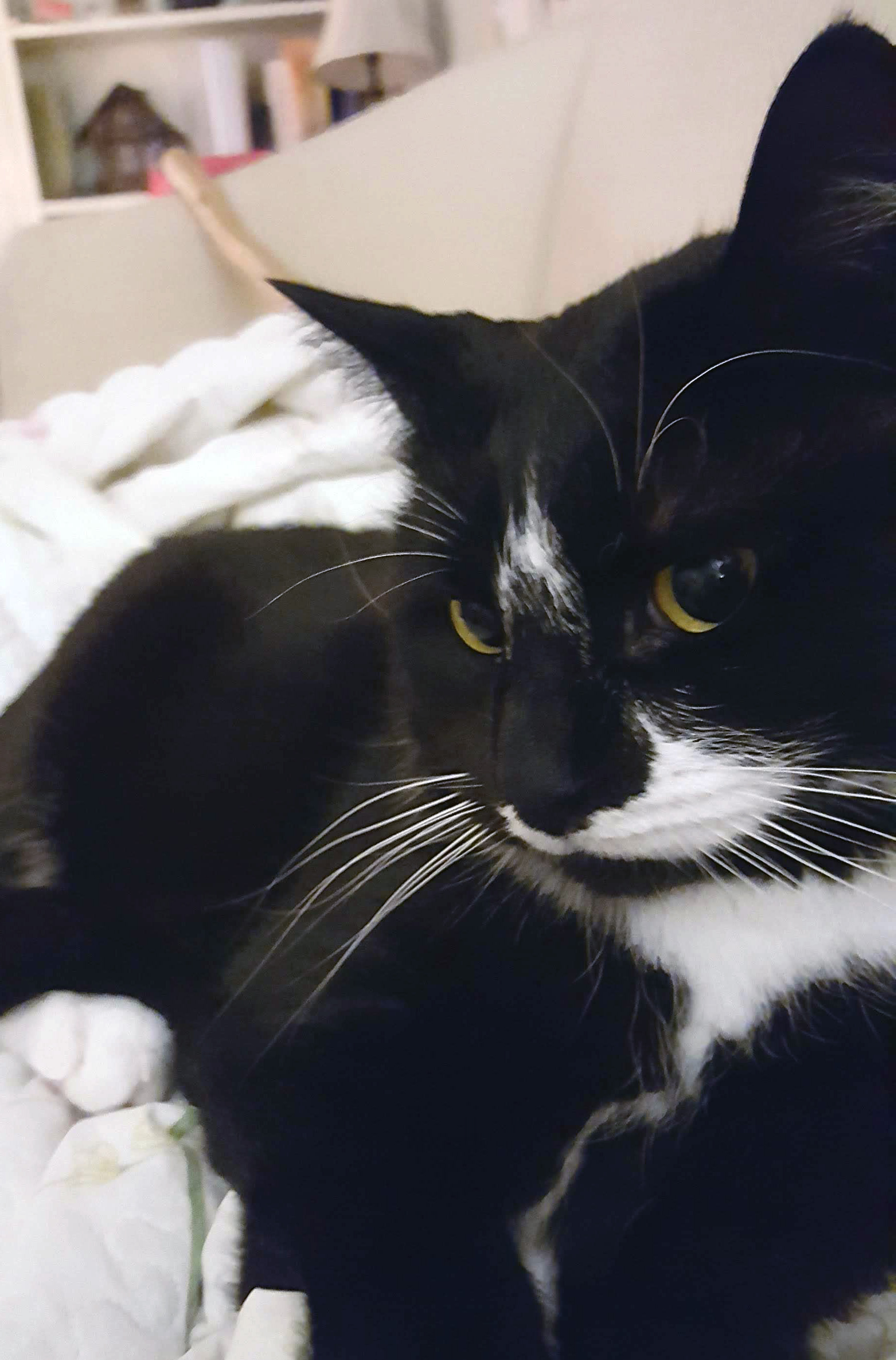About this Cat: Oreo – ADOPTED – The Feline Connection