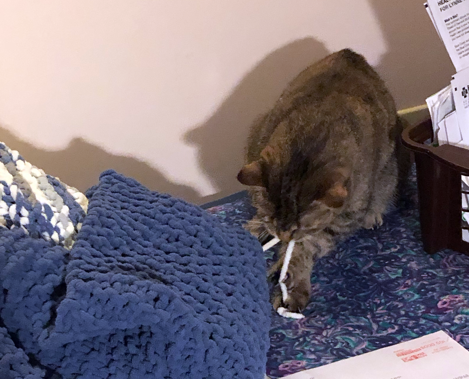 About this Cat: Joonbug – The Feline Connection