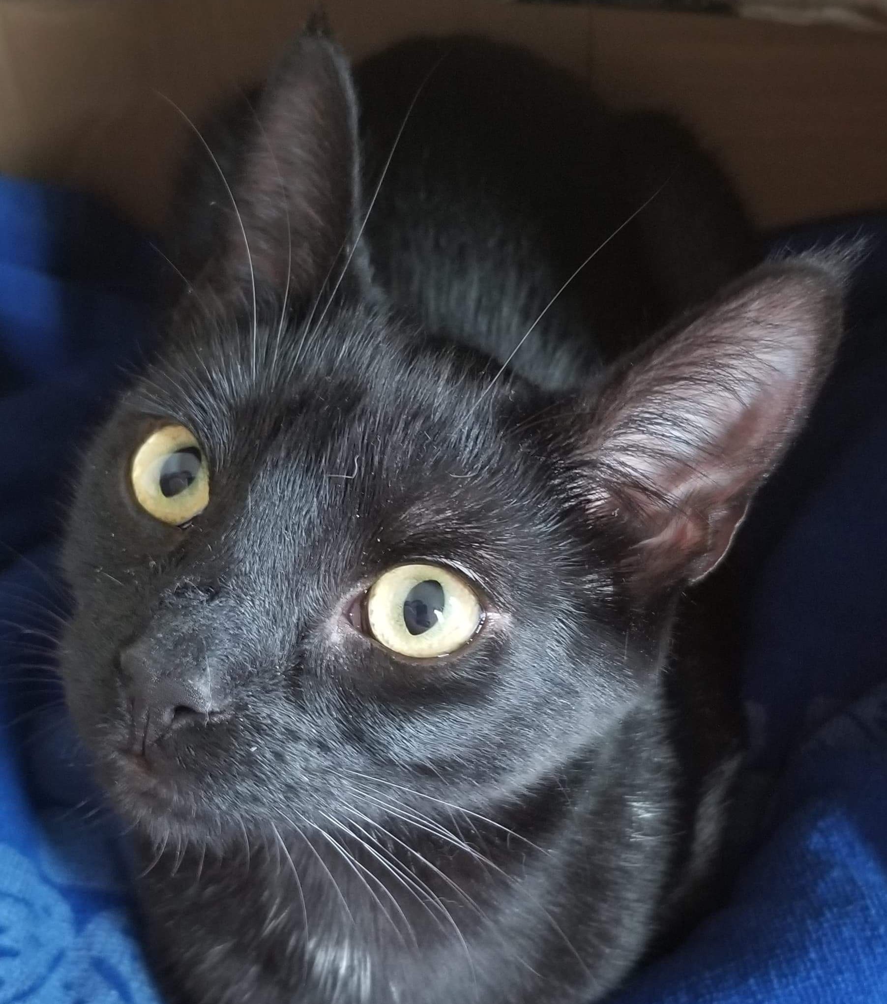 About this Cat: Theon – A Game of Thrones Kitten – ADOPTED – The Feline ...