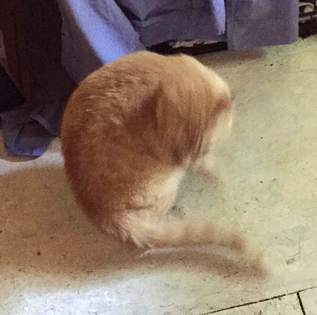 About this Cat: Einstein – The Feline Connection