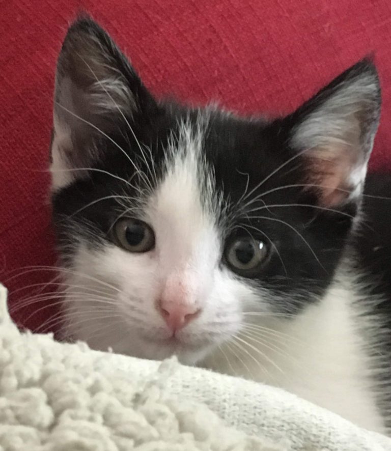 About this Cat: Tyrion – A Game of Thrones Kitten – The Feline Connection