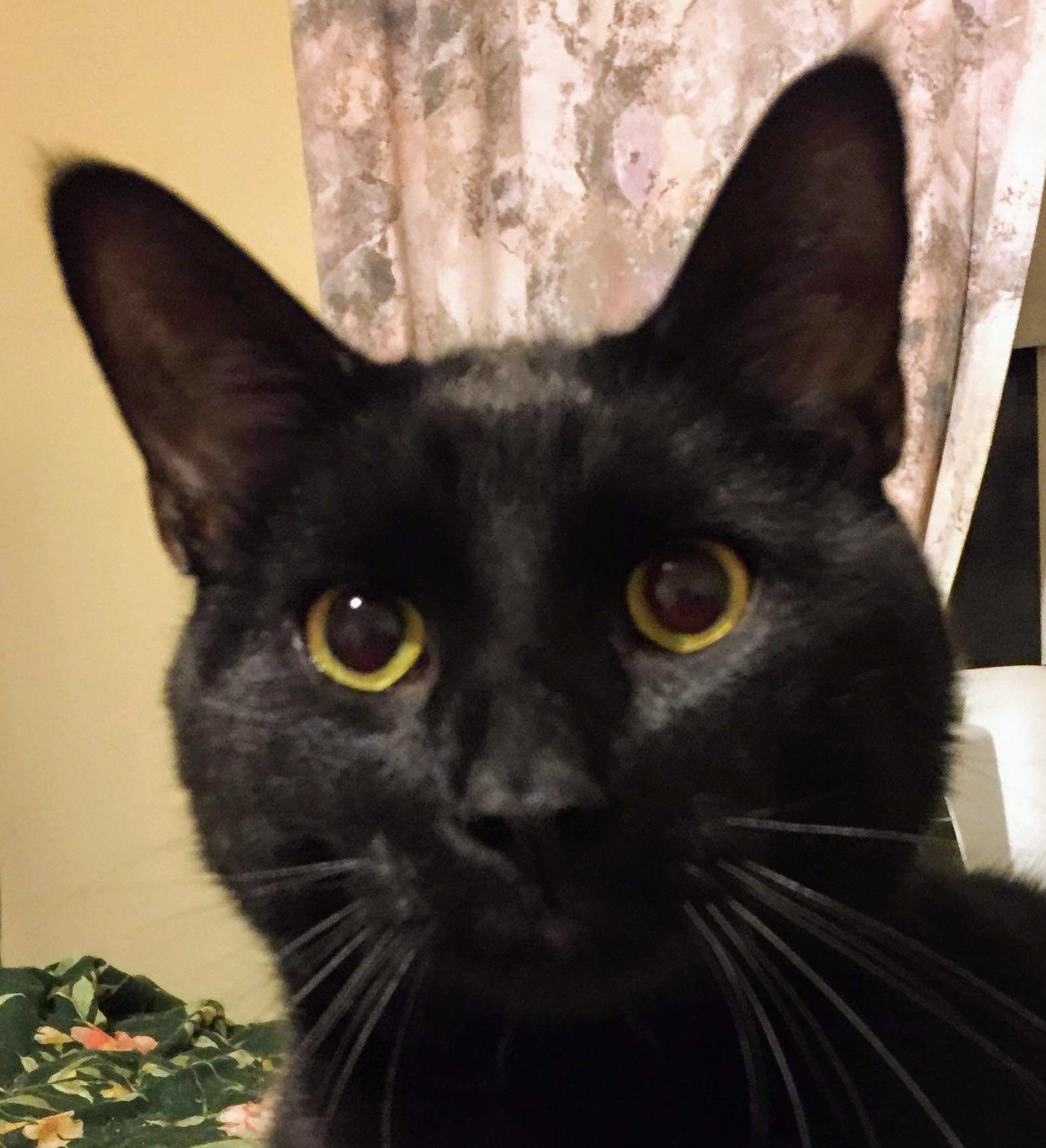 About this cat: Rook – A Candy Cat — ADOPTED – The Feline Connection