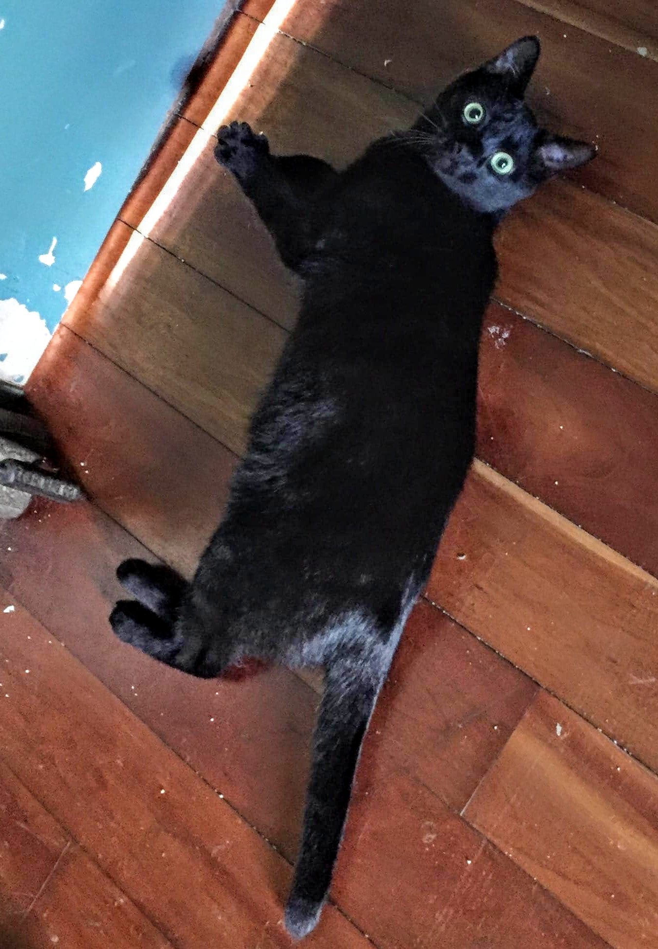 About this Cat: Binx – ADOPTED – The Feline Connection