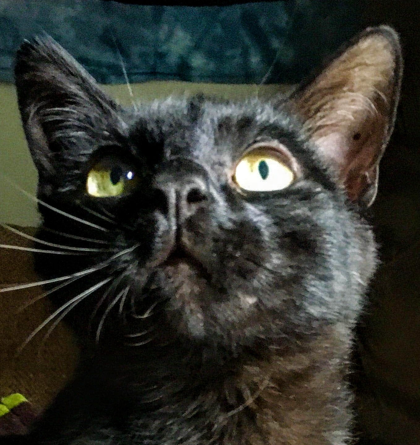 About this Cat: Binx – ADOPTED – The Feline Connection