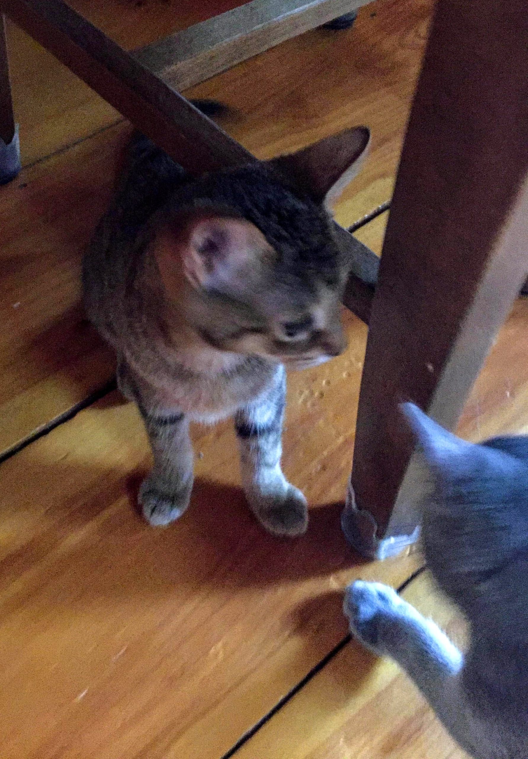 About this Cat: Petunia – The Feline Connection