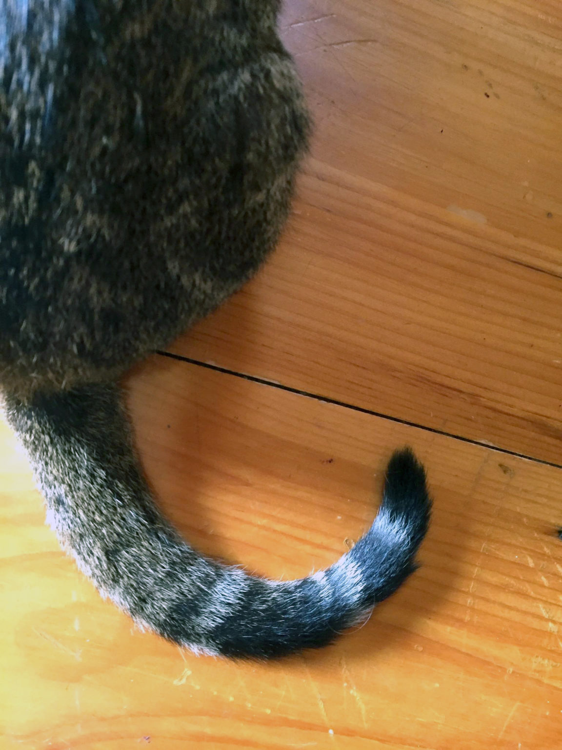 About this Cat: Petunia – The Feline Connection