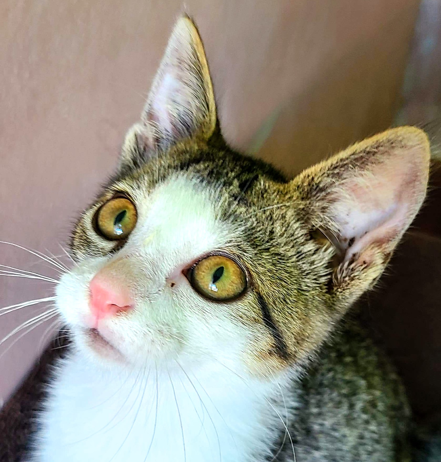 About this Cat: Duncan – ADOPTED – The Feline Connection