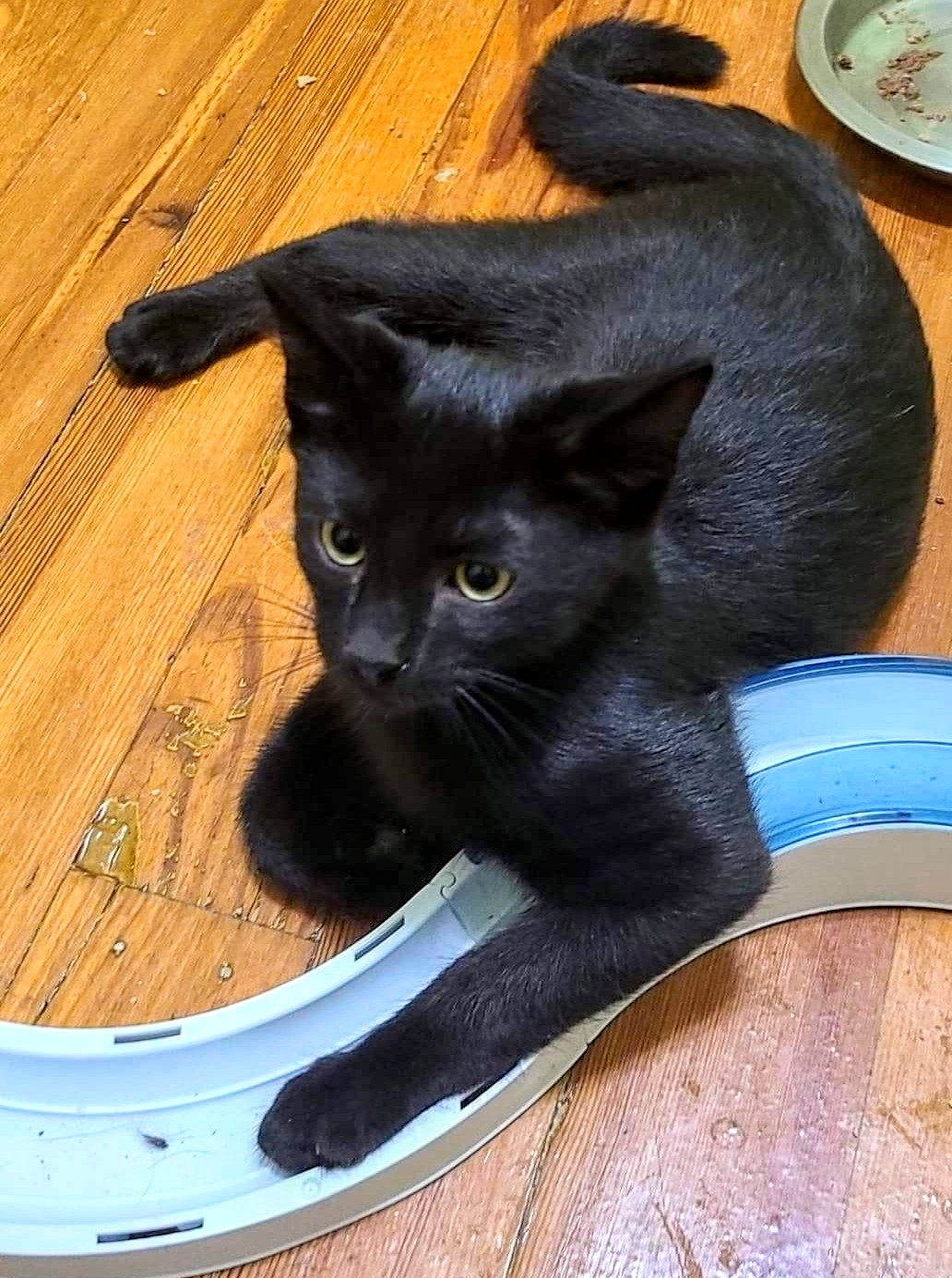 About this Cat: Banjo – a Music Kitten – ADOPTED – The Feline Connection