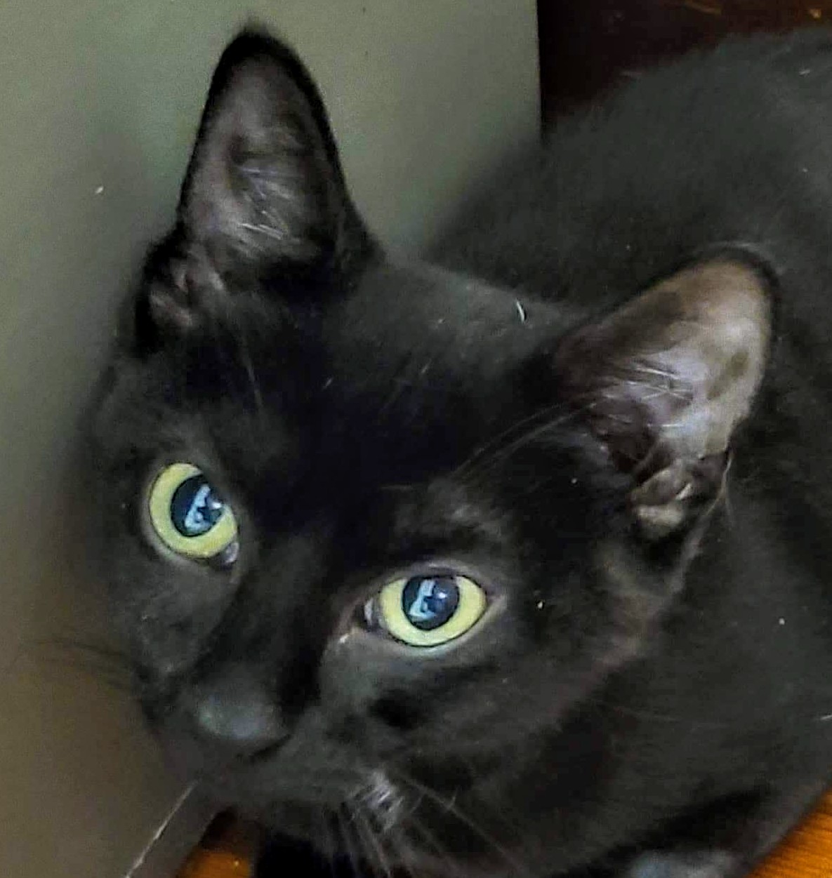 About this Cat: Raven – ADOPTED – The Feline Connection