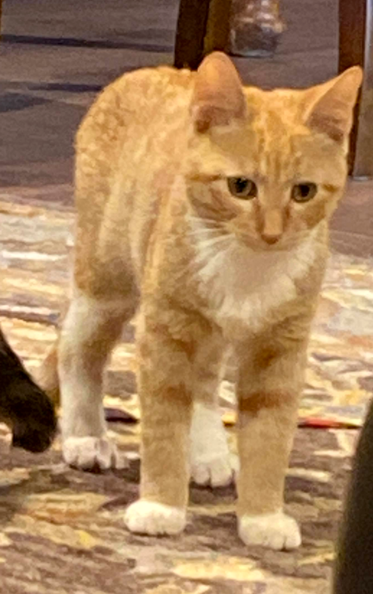 About this Cat: Anakin – A Star Wars kitten – ADOPTED – The Feline ...