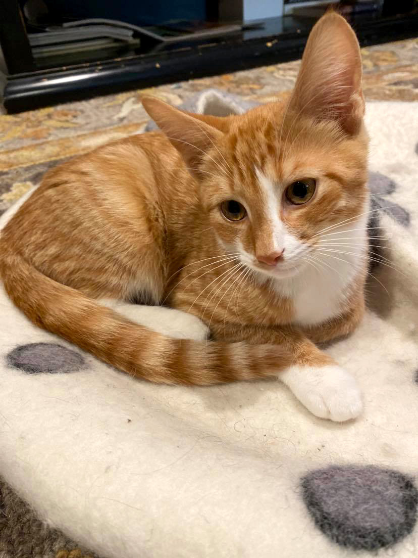 About this Cat: BB8 – A Star Wars kitten – ADOPTED – The Feline Connection